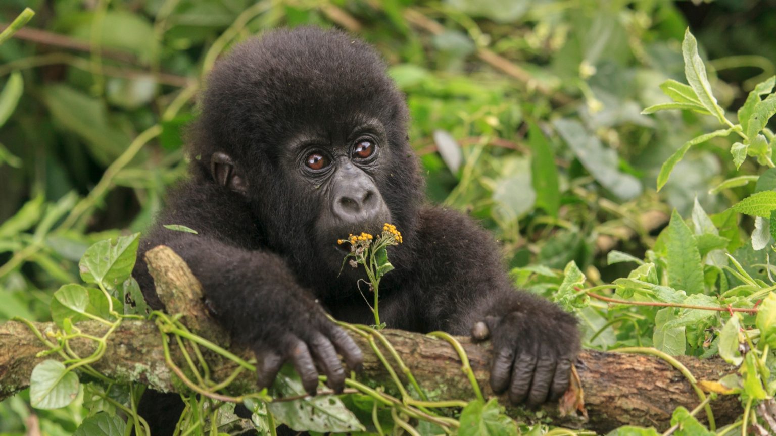 Thinking of Visiting Rwanda? Here’s Why Now’s the Time—and How to Fly ...